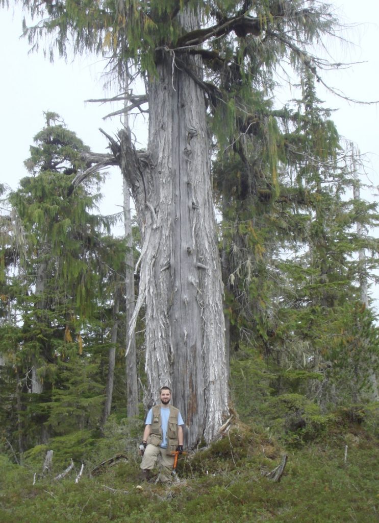 Alaska Yellow Cedar | Alaska Cedar